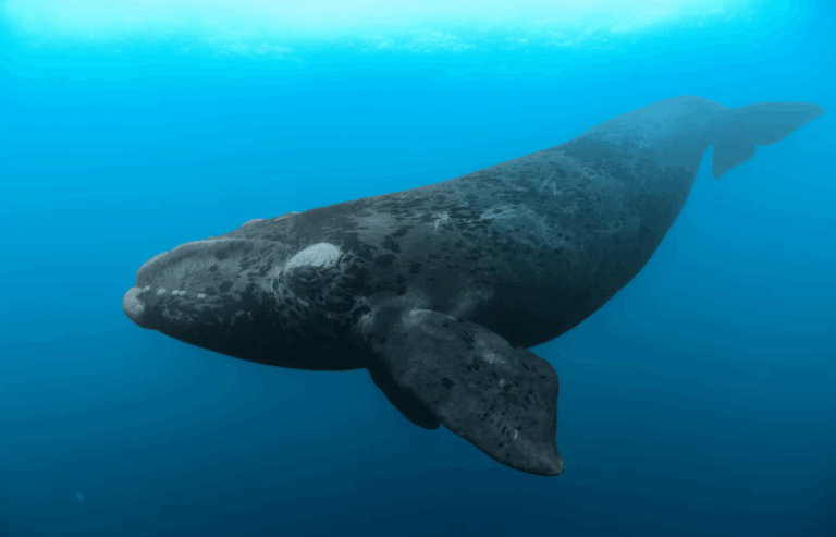 An Active Aid to Navigation: The Lighthouse Helps Track Right Whales ...